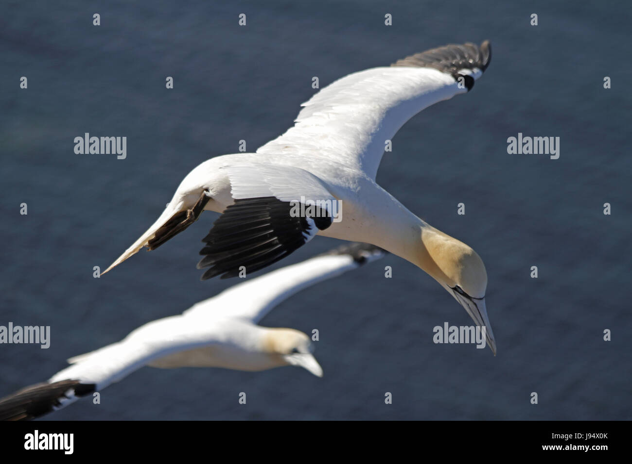 flight, bird, birds, hick, fly, flies, flys, flying, motion ...