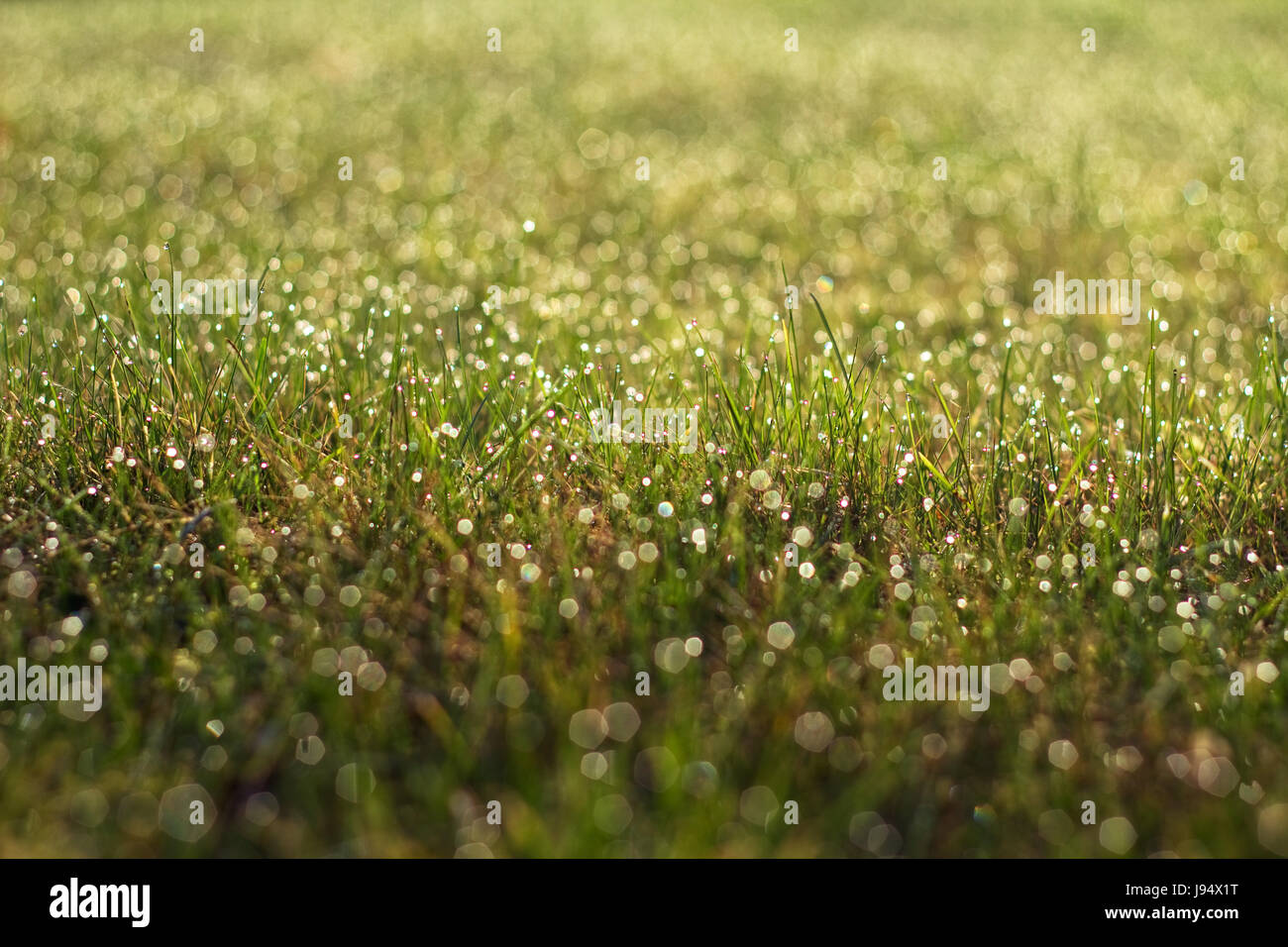 dew, blades of grass, blade of grass, grass, meadow, lawn, green, water ...