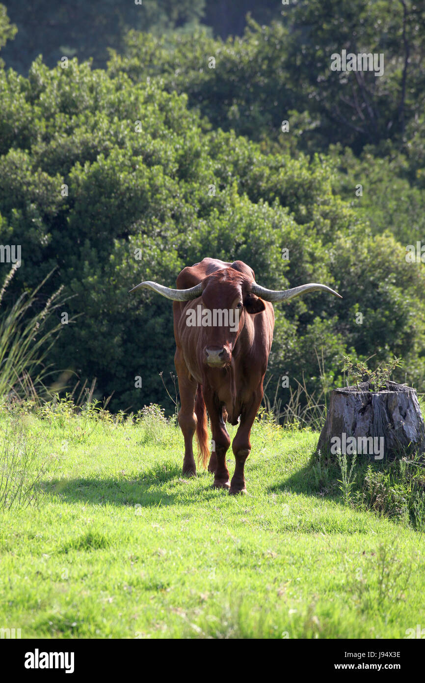 horn, south africa, cow, bovine, bull, african, horn, south africa, cow ...