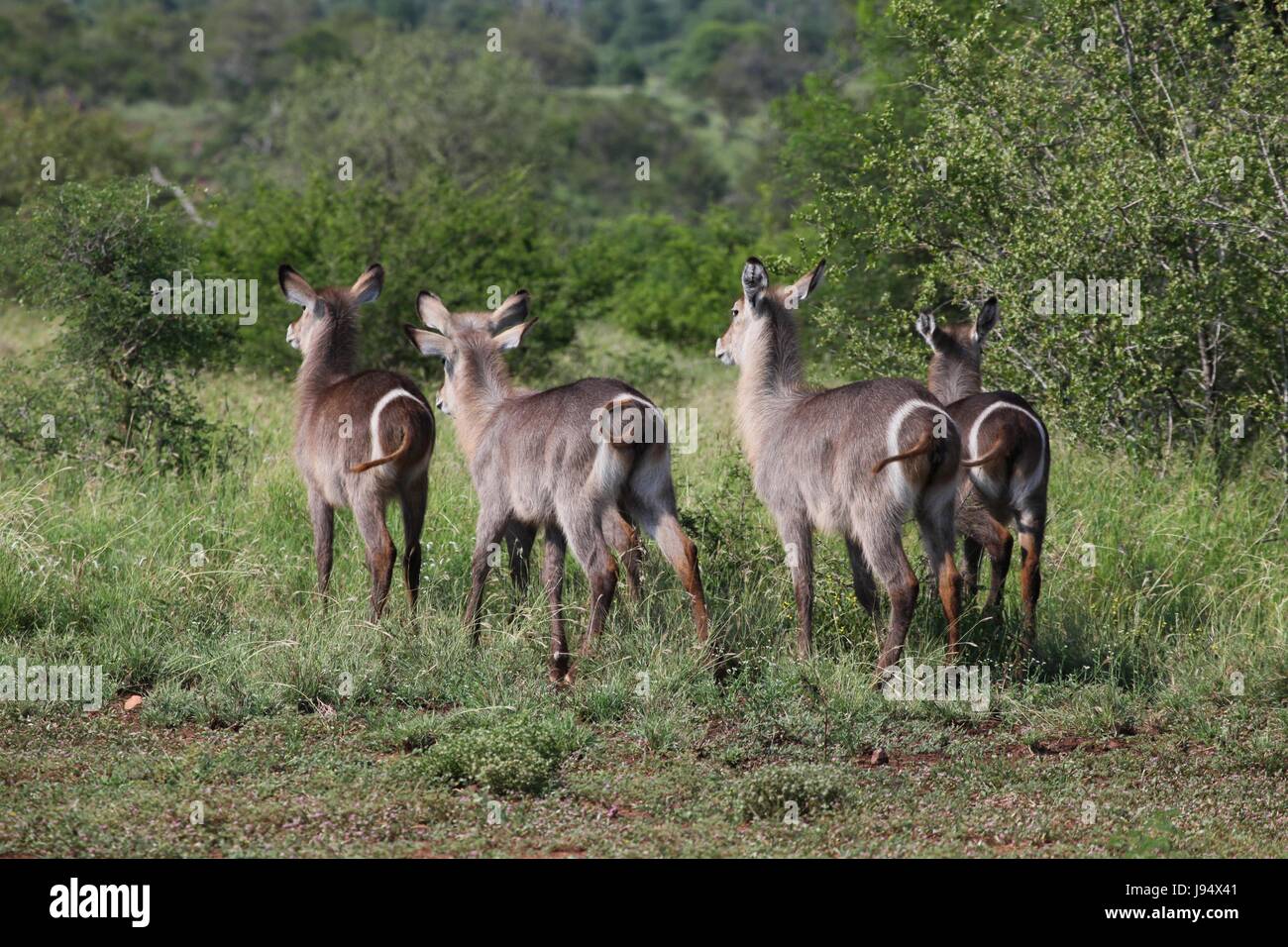 female, south africa, cow, rear part, antelope, female, south africa ...