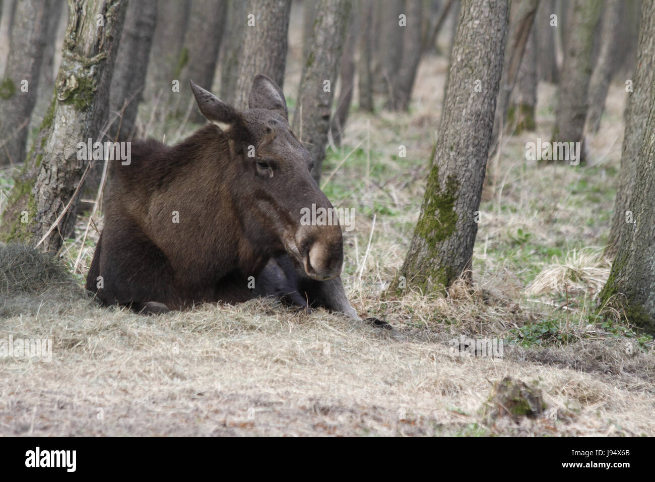animal, elk, alone, lonely, forest, hart, stag, animal, lie, lying ...