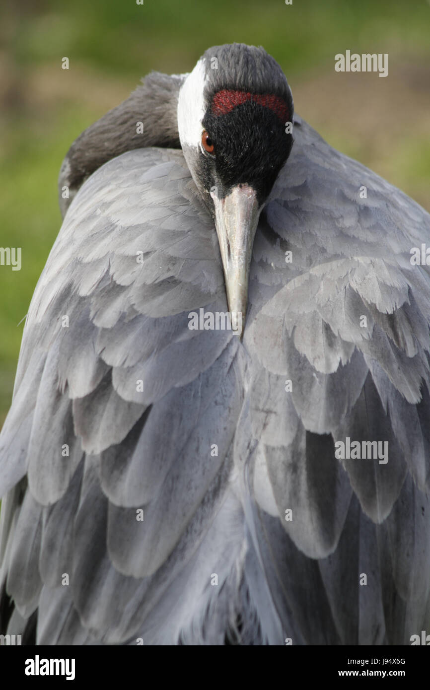bird, birds, crane, migrant, birds of passage, grey, gray, bird, birds, crane Stock Photo - Alamy