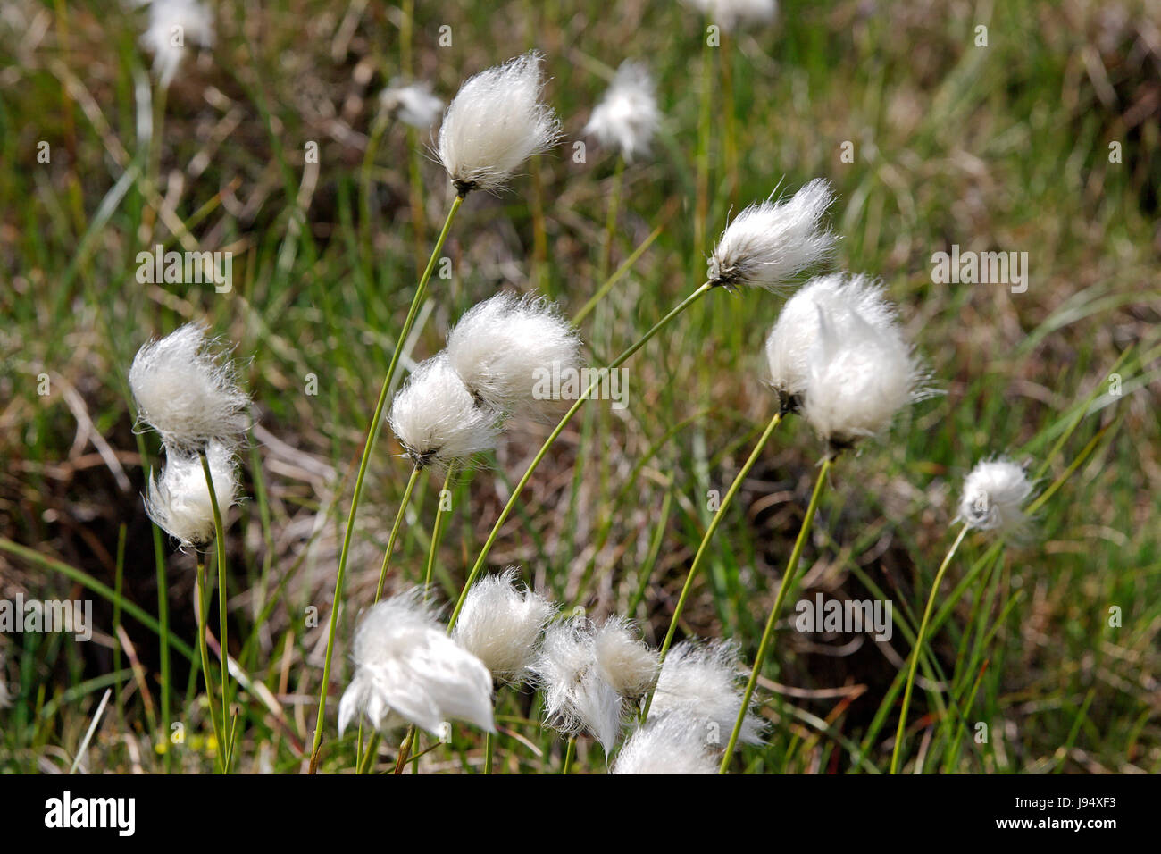 blank, european, caucasian, grasses, fen, meadow, grass, lawn, green ...