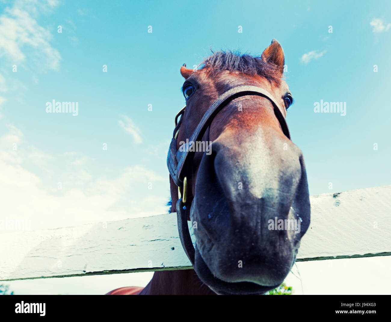 closeup, horse, animal, portrait, farm, homey, domestic, head, blue ...