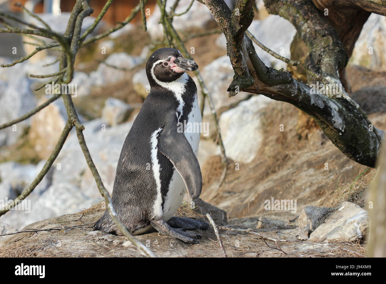 tree, bird, birds, zoo, rock, branches, penguin, spring, branch, stones ...