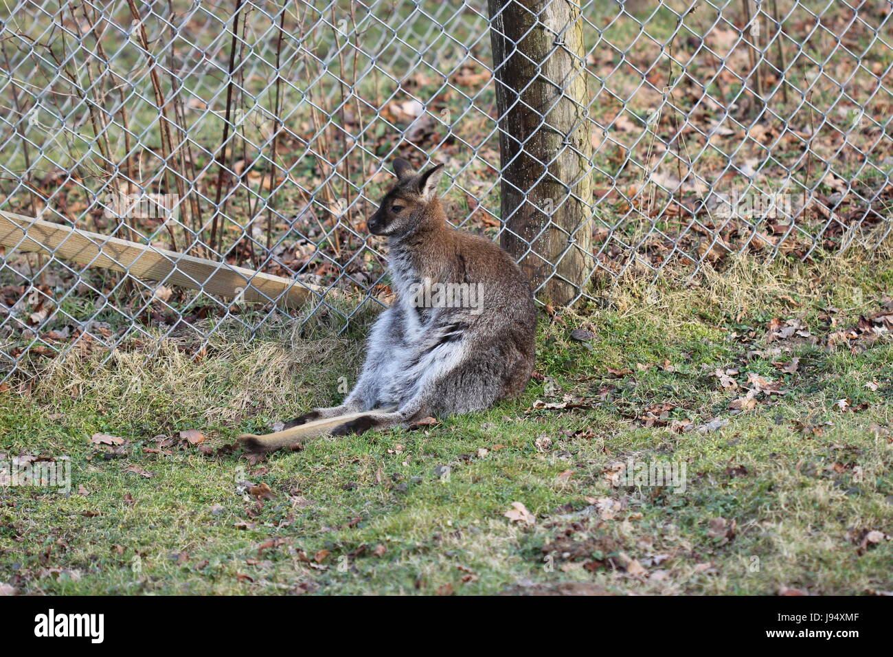 zoo, australia, tired, kangaroo, fence, fence in, fencing, dormant ...