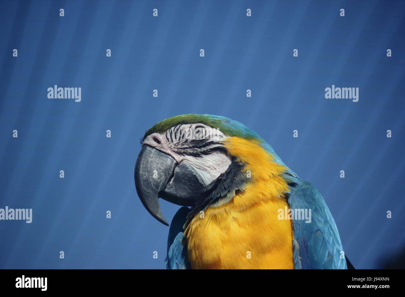 macro, close-up, macro admission, close up view, detail, pet, bird ...