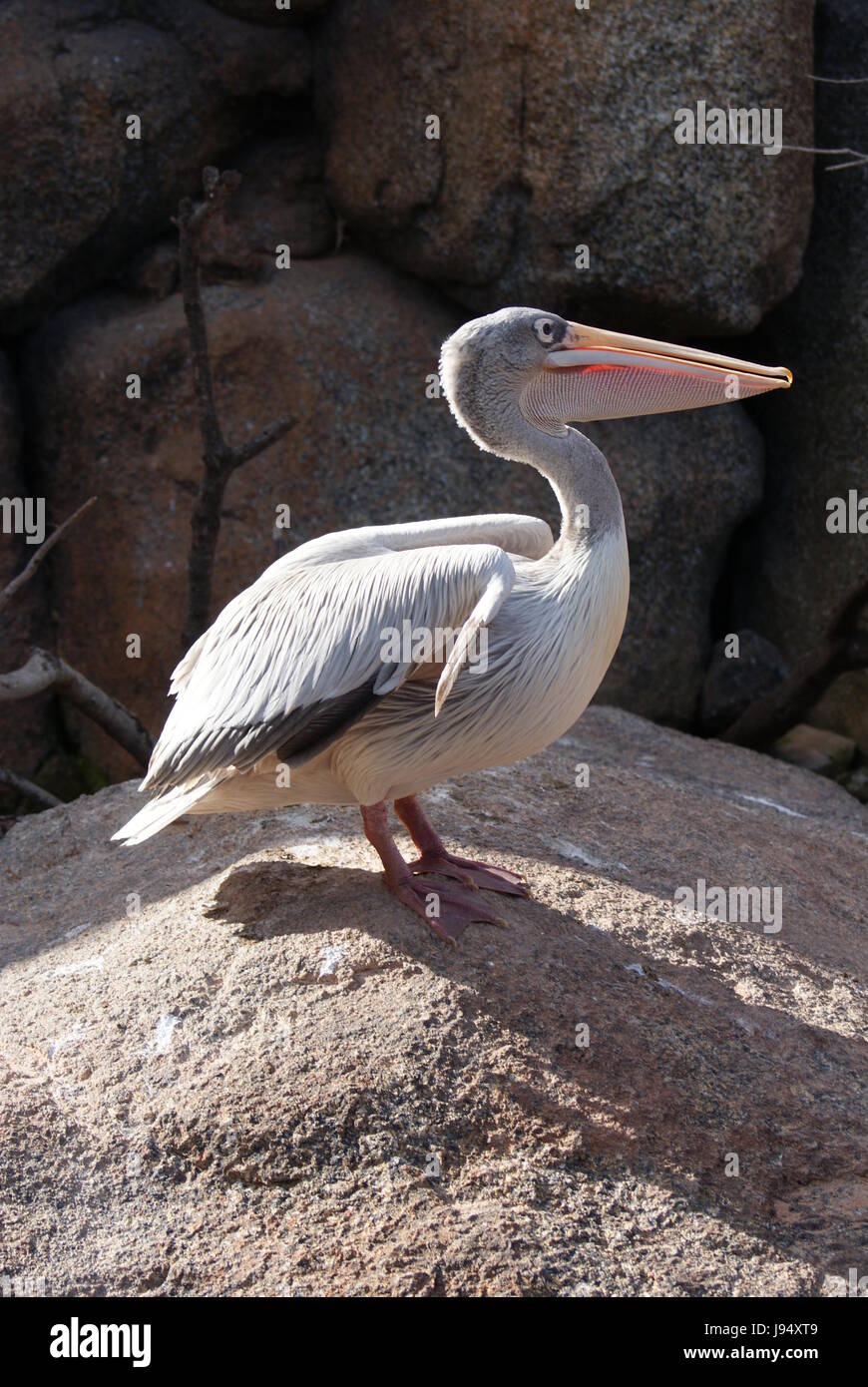 bird, pelican, pink, back, big, large, enormous, extreme, powerful ...