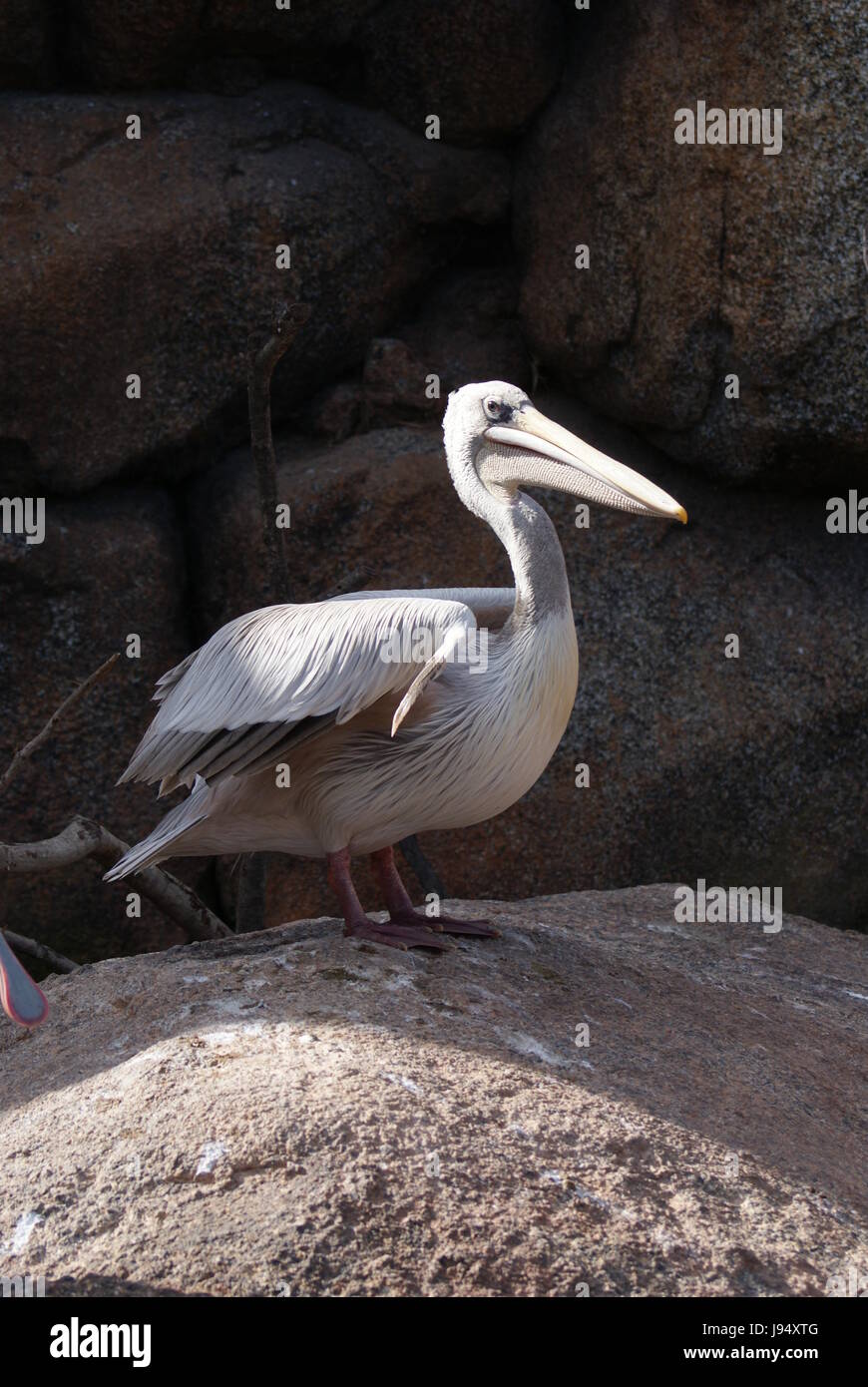 bird, pelican, pink, back, big, large, enormous, extreme, powerful ...