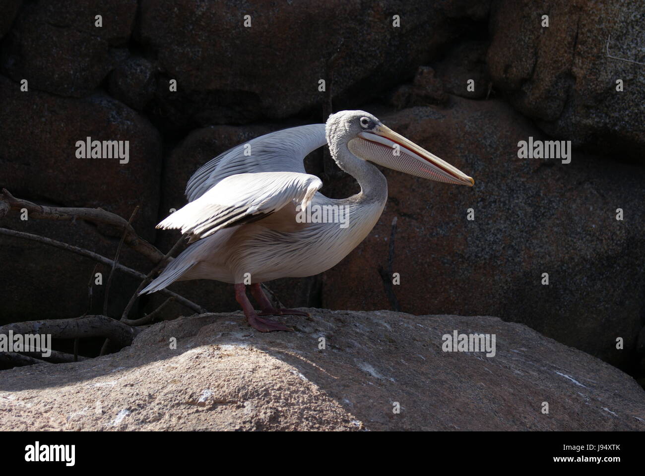 bird, pelican, pink, back, big, large, enormous, extreme, powerful ...