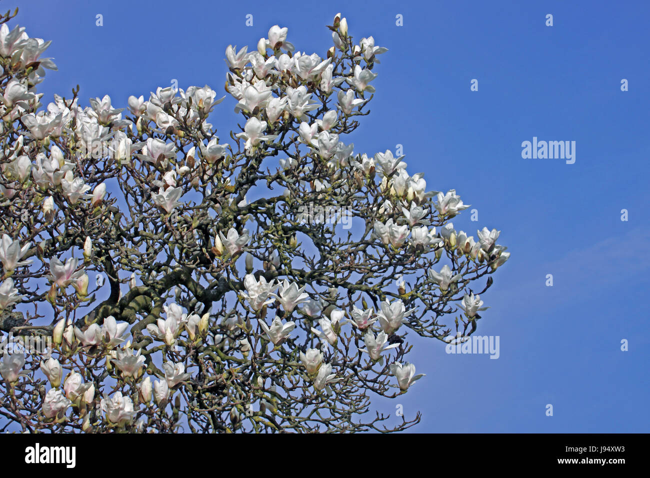 blossoms, magnolia, bloom, blossom, flourish, flourishing, bleed, blue ...