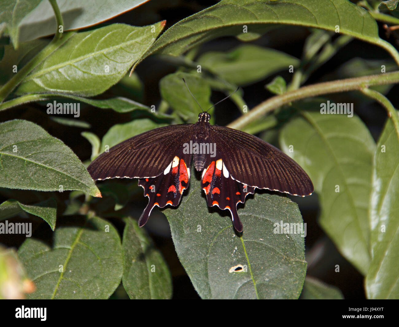 insects, exotic, tropical, butterfly, butterflies, beautiful ...