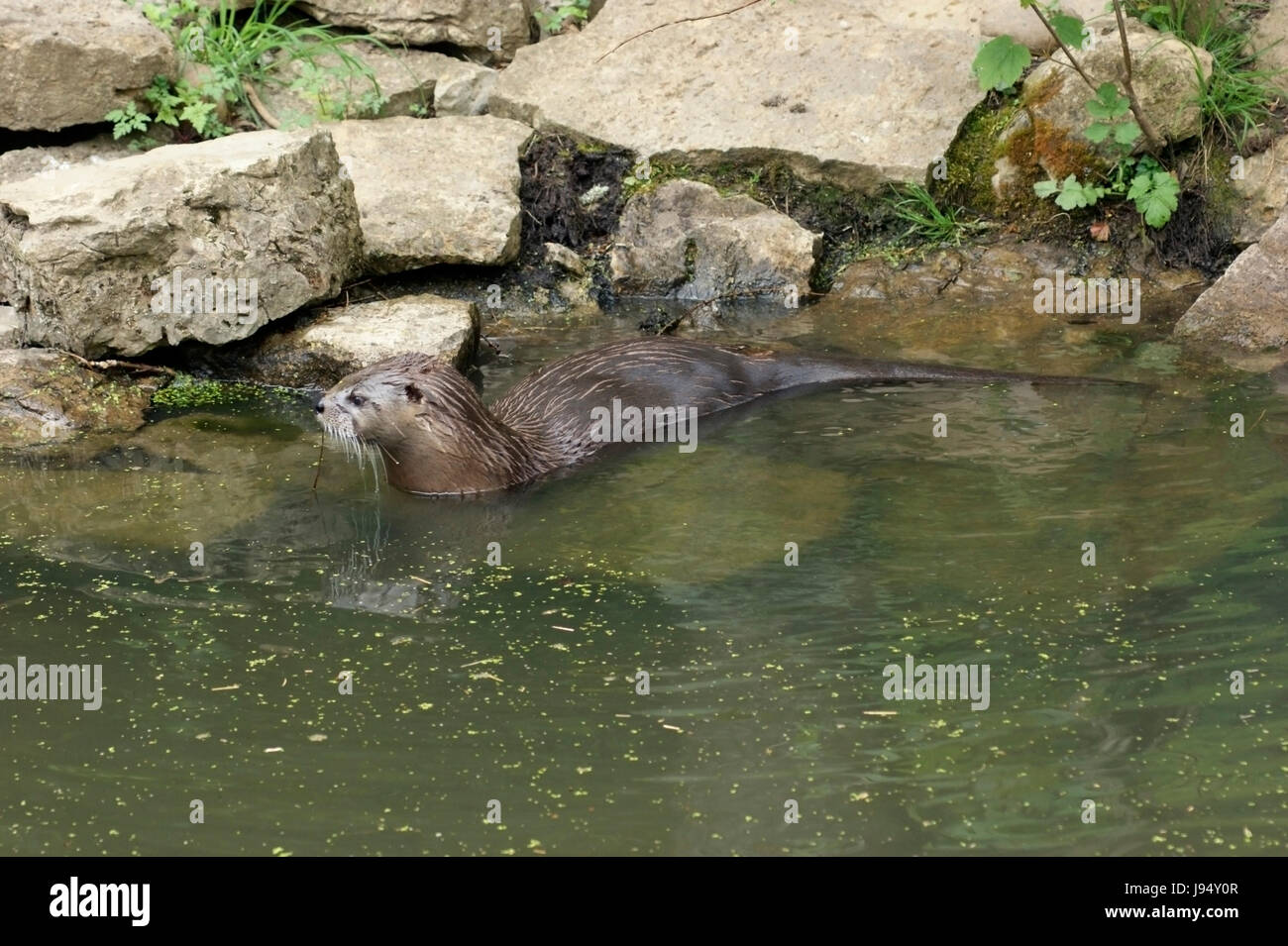 skin, otter, marten, bank, shore, stone, animal, mammal, brown ...