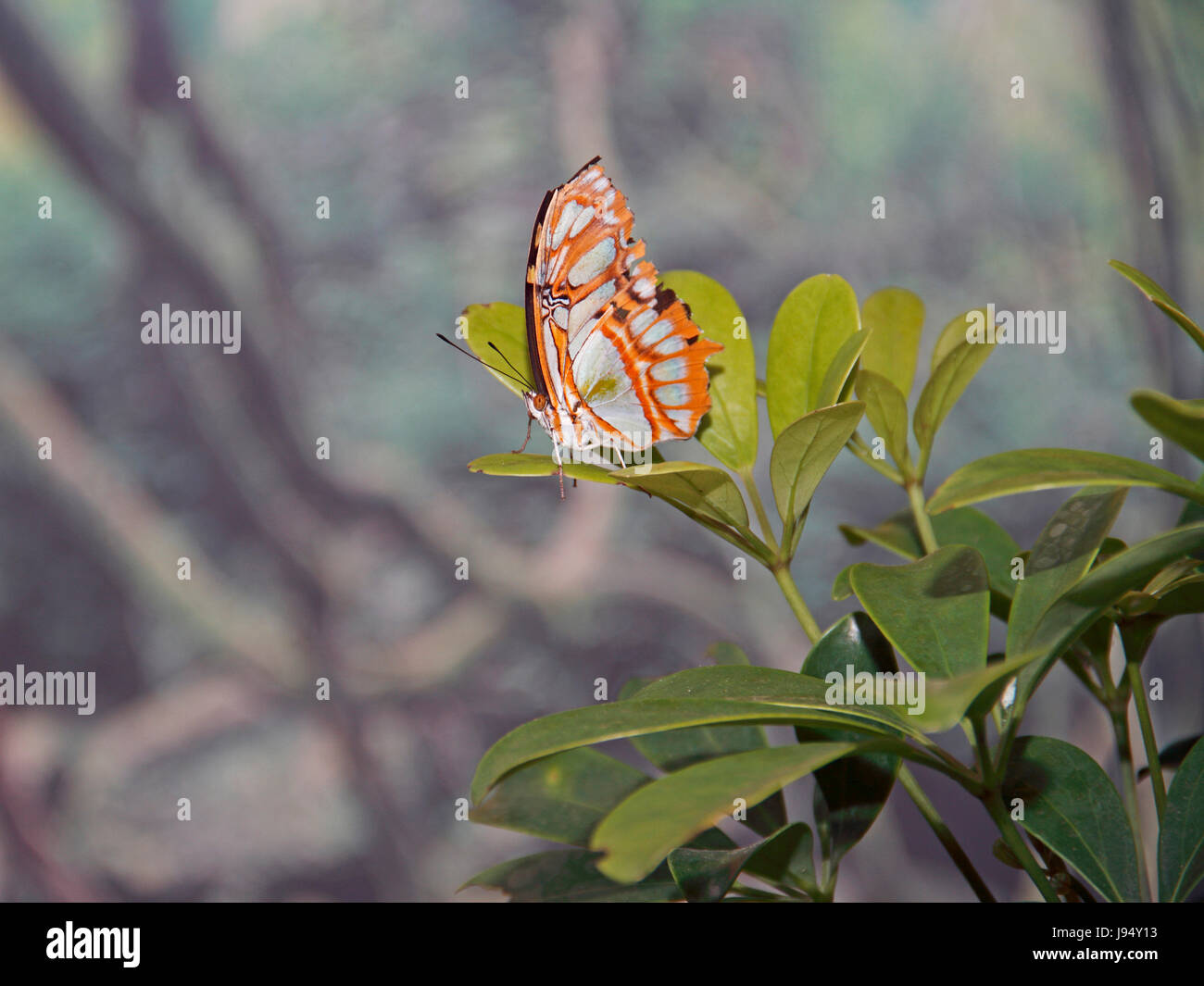 insects, exotic, tropical, butterfly, butterflies, beautiful ...