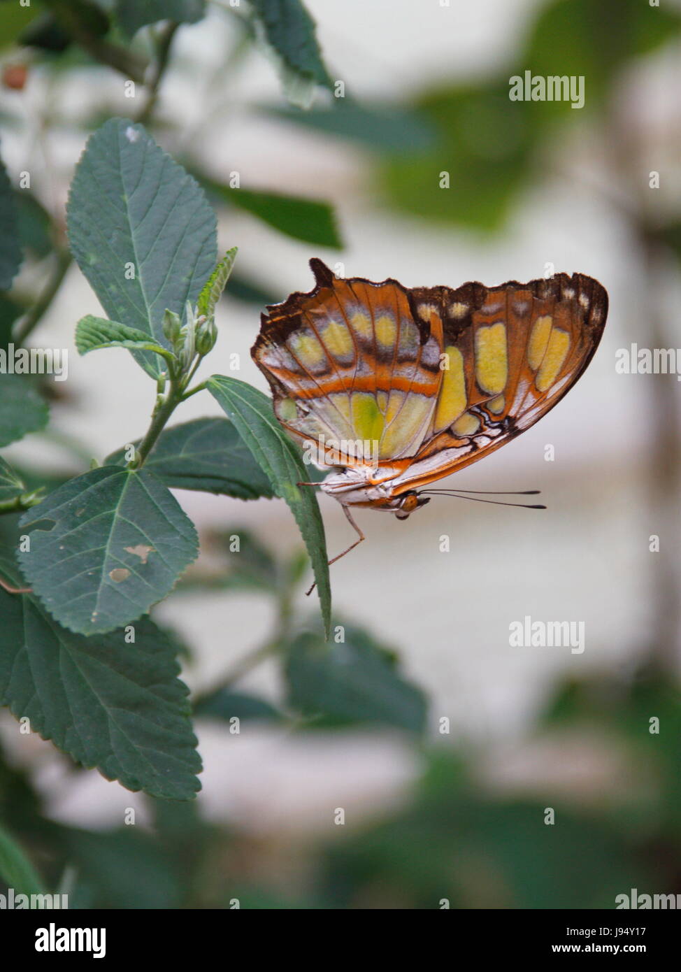 Prachtfalter hi-res stock photography and images - Alamy