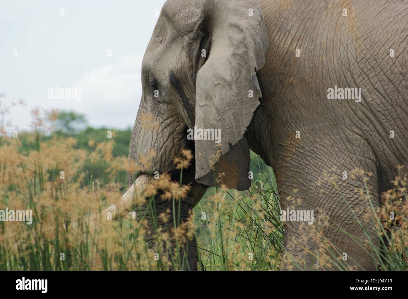 animal, mammal, africa, elephant, safari, african, environment ...