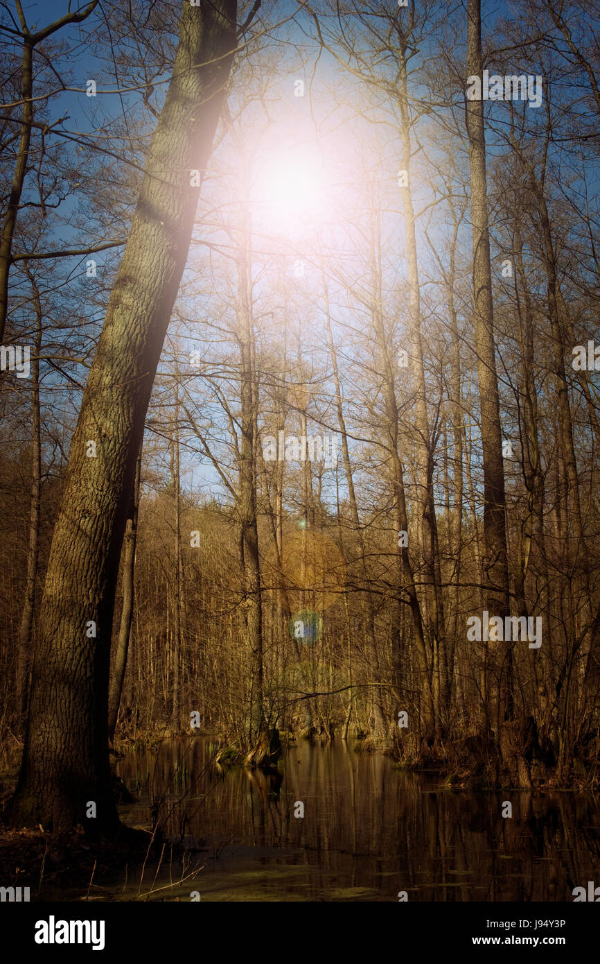 tree, trees, swamp, spring, season, forest, water, tree, trees ...