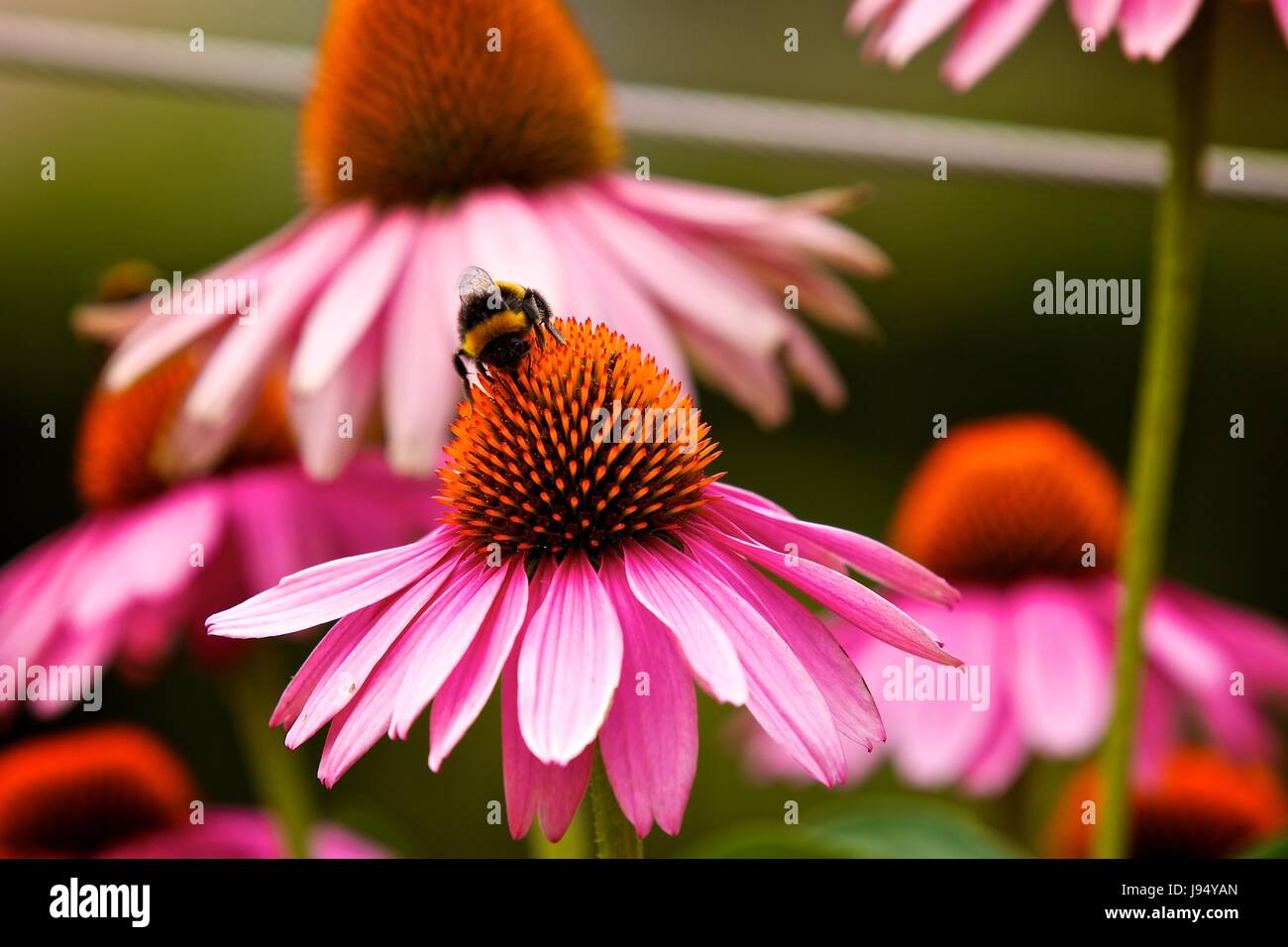 macro, close-up, macro admission, close up view, plant, bumblebee ...