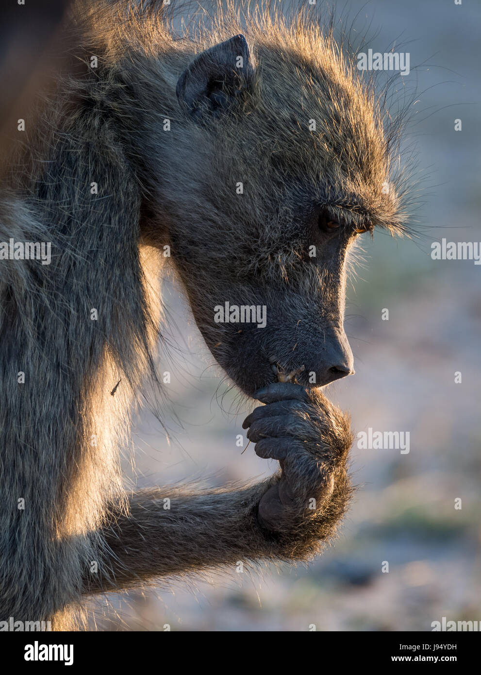 "The Thinker" - an African baboon on the Chobe River at Kasane ...