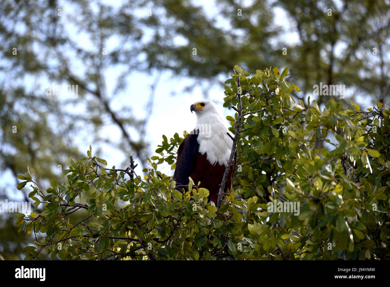 An African fish eagle sits and waits. Taken 08.04.2017. The African ...