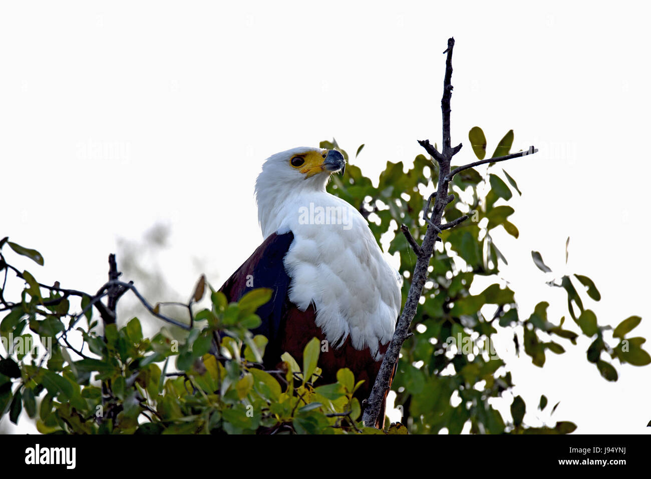 An African fish eagle sits and waits. Taken 08.04.2017. The african ...