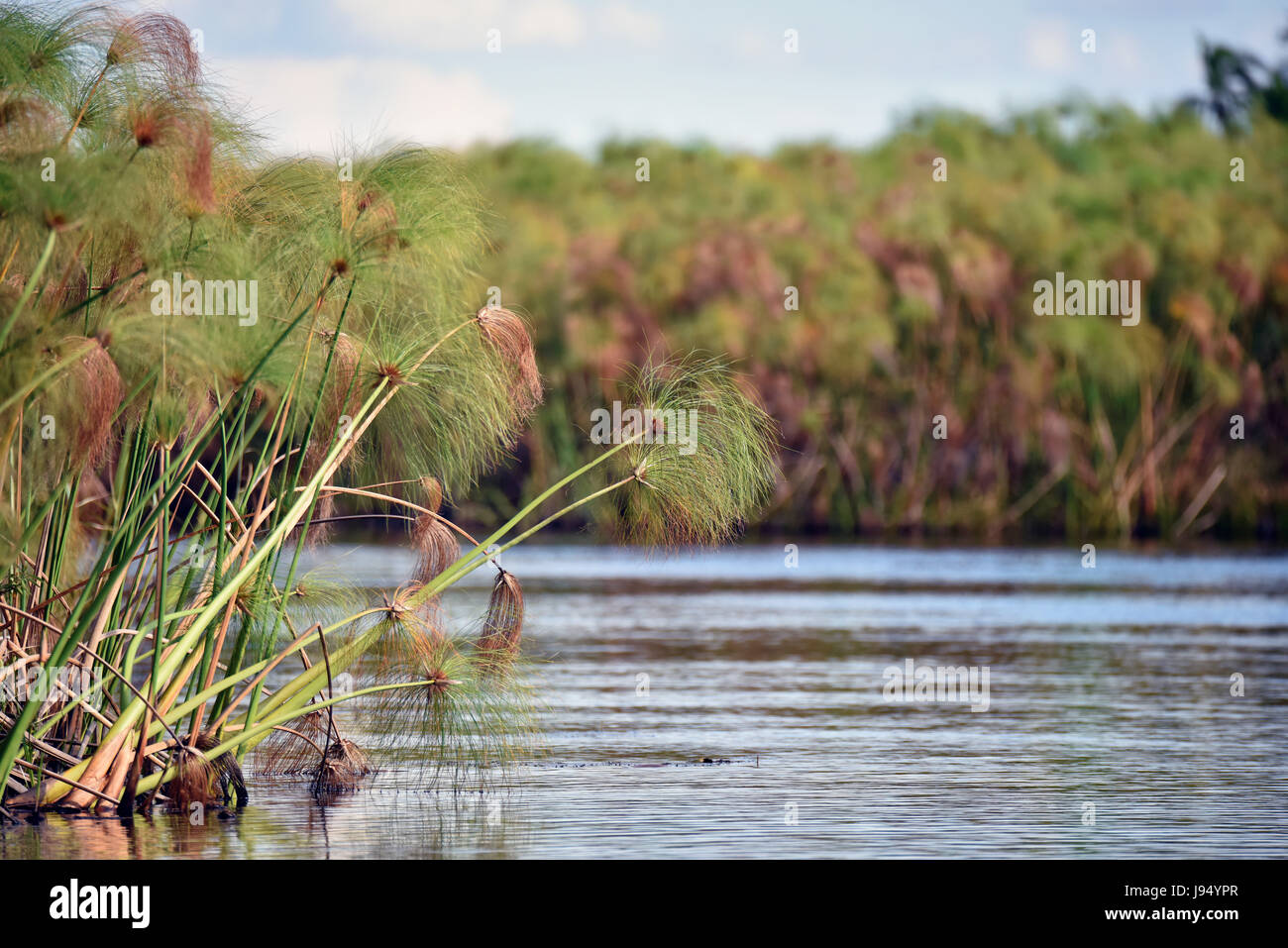 Papyrus reeds in the Okavango delta near to Guma in Botswana, taken 08. ...