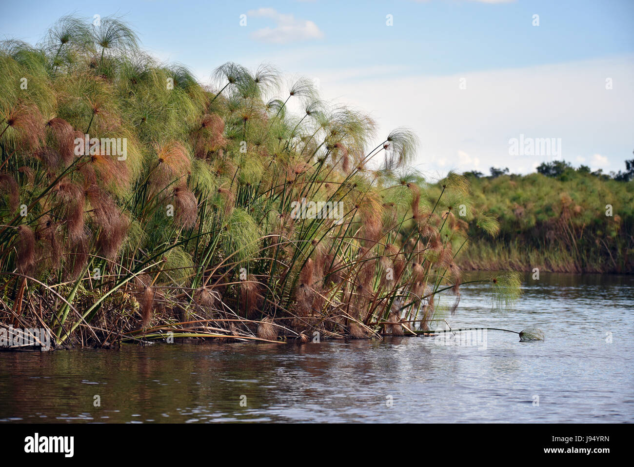Papyrus reeds in the Okavango delta near to Guma in Botswana. Taken on ...