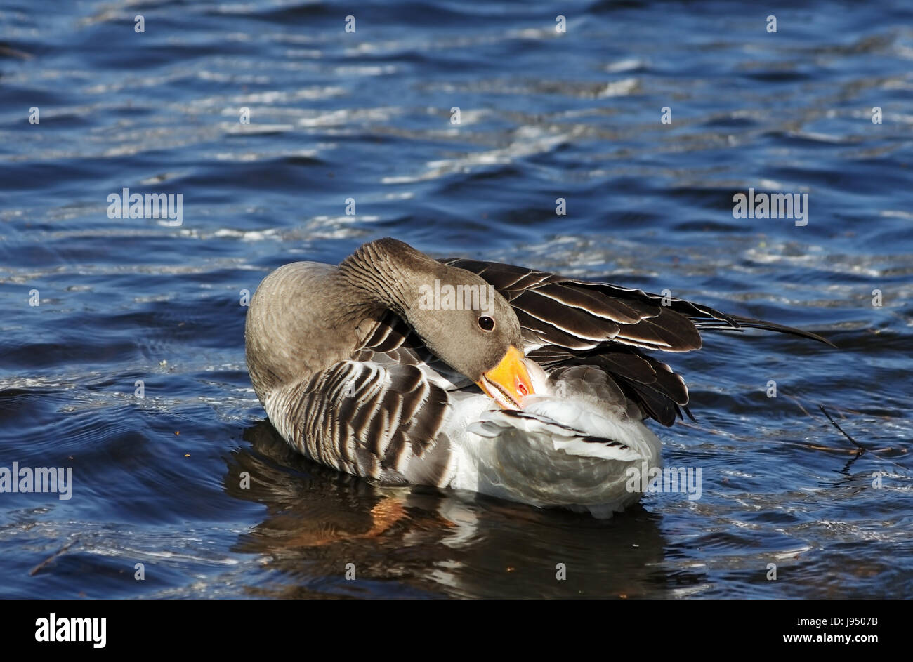 bird, birds, beak, furbish, fresh water, pond, water, poultry, goose ...