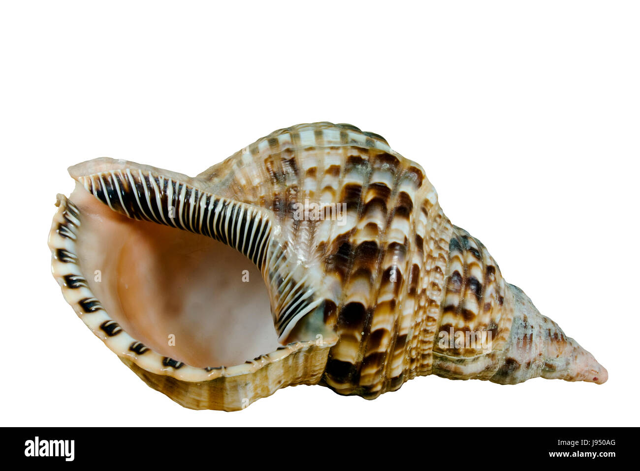 isolated, shell, tropical, navy, marine, seashell, isolated, beach ...