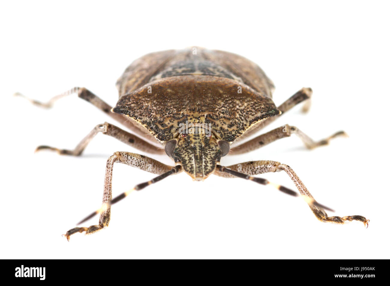 Bug details Cut Out Stock Images & Pictures - Alamy