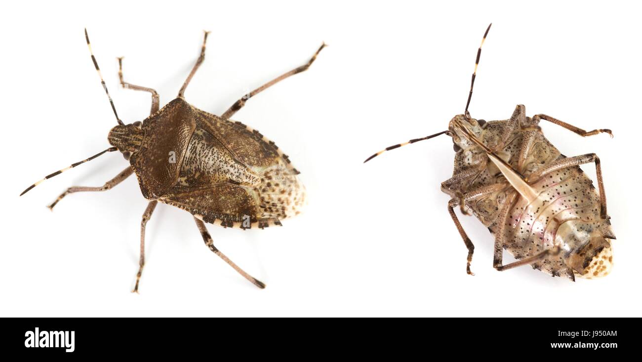 legs, macro, close-up, macro admission, close up view, animal, insect ...