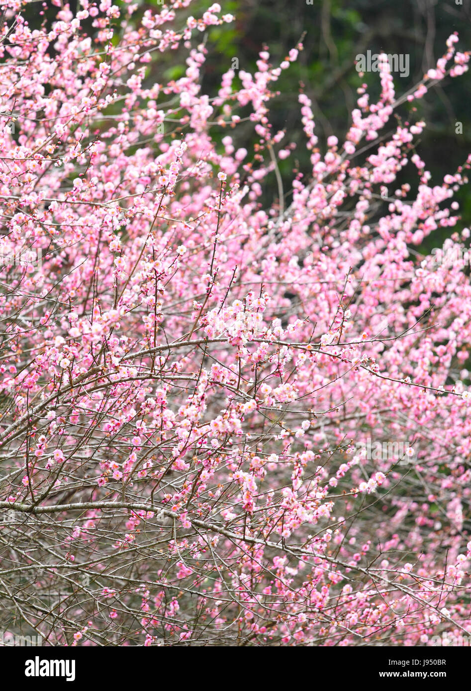 beautiful, beauteously, nice, colour, tree, bloom, blossom, flourish ...