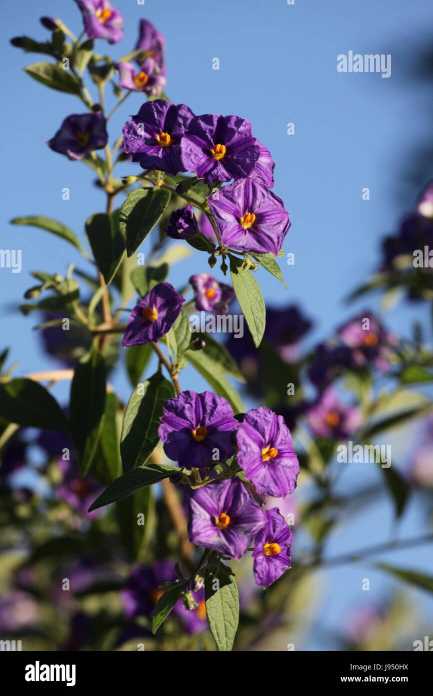 decorative plant, purple, south africa, decorative plant, solanum ...