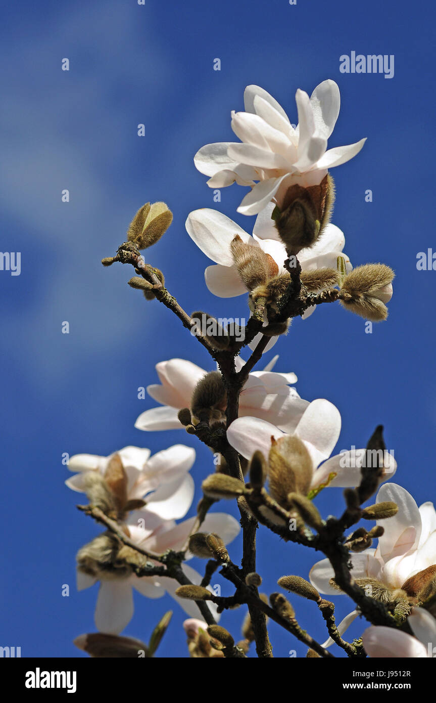 blue, magnolia, blue, tree, bloom, blossom, flourish, flourishing ...