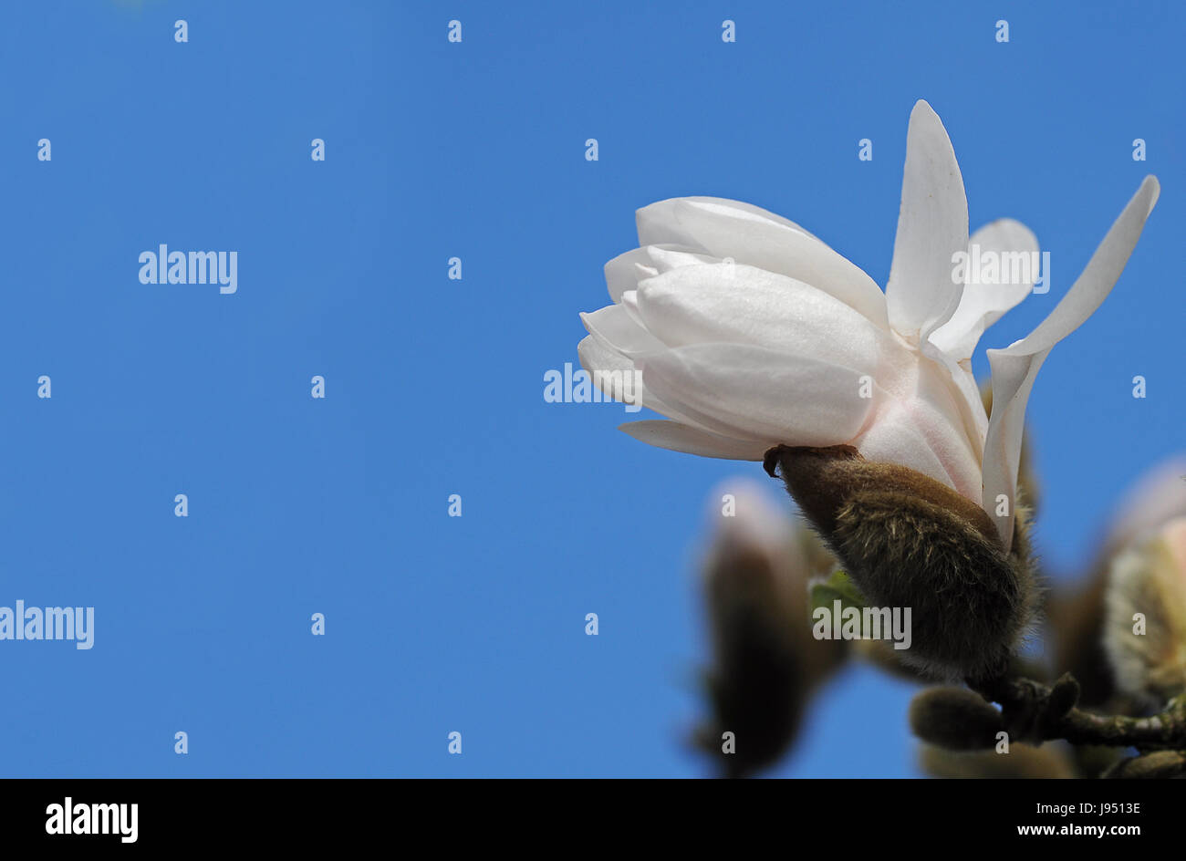 magnolia, blue, tree, bloom, blossom, flourish, flourishing, blossoms ...