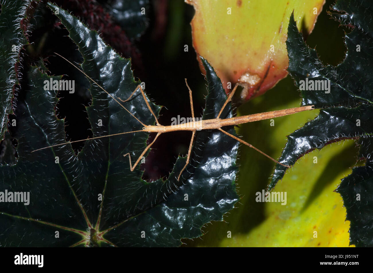 Stick Insect, Far North Queensland, FNQ, QLD, Australia Stock Photo - Alamy