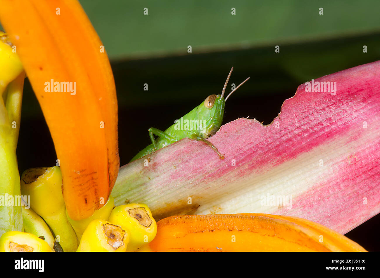 Australian insect hi-res stock photography and images - Alamy