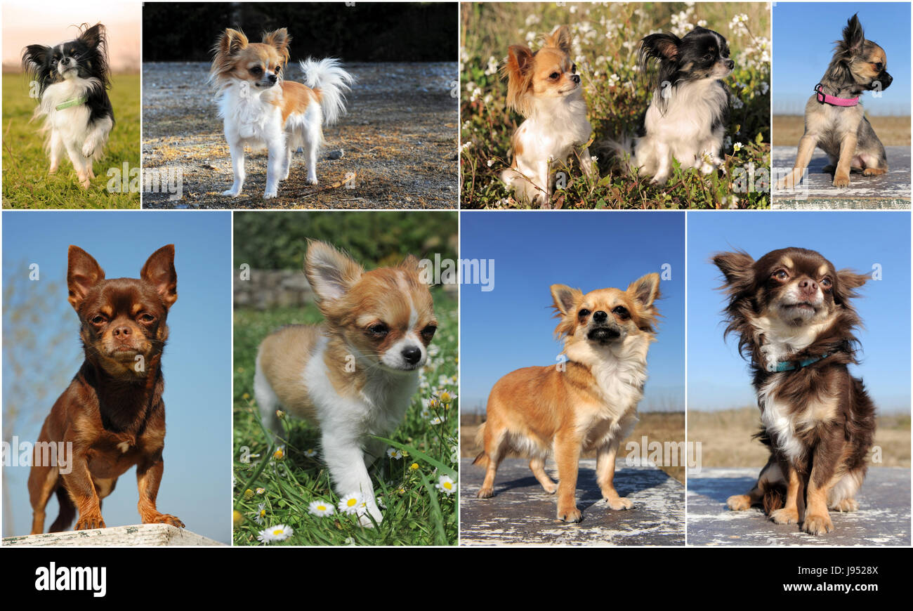 dog, dogs, adult, puppy, adults, puppies, group, whelps, pupies, walk ...