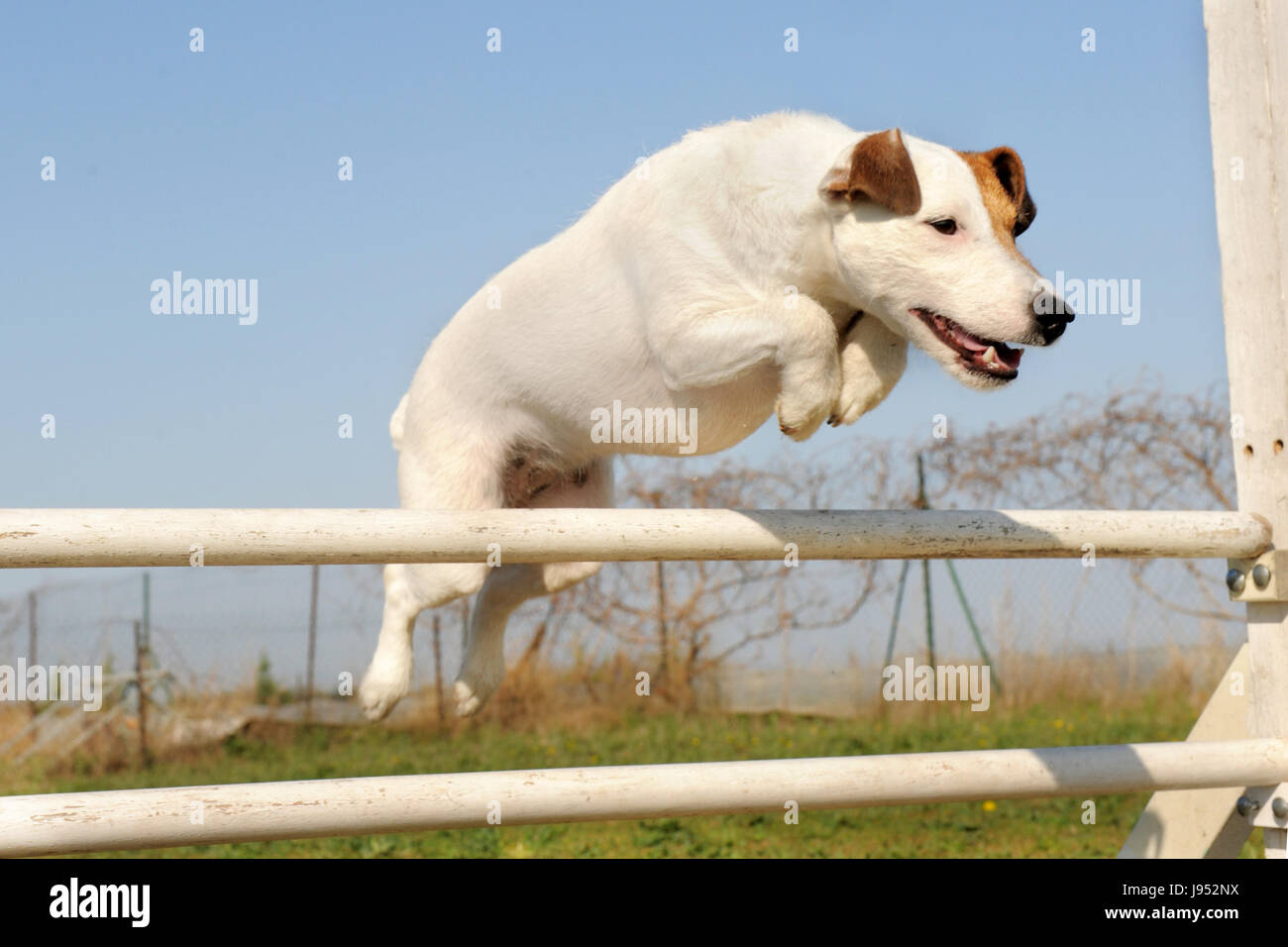 pet, dog, spring, bouncing, bounces, hop, skipping, frisks, jumping ...