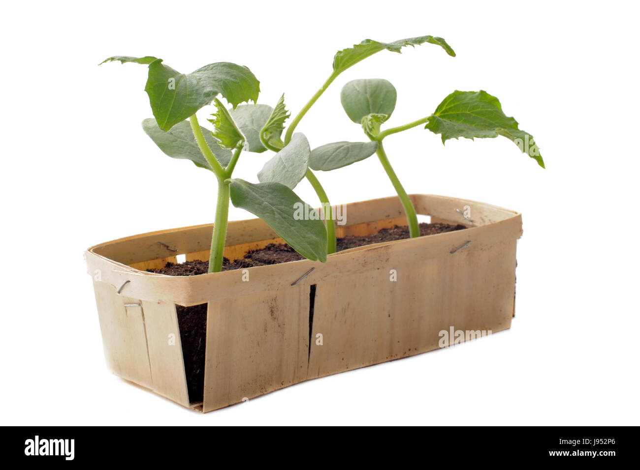 agriculture, farming, cucumber, growth, seedling, sapling, plant, leaf ...