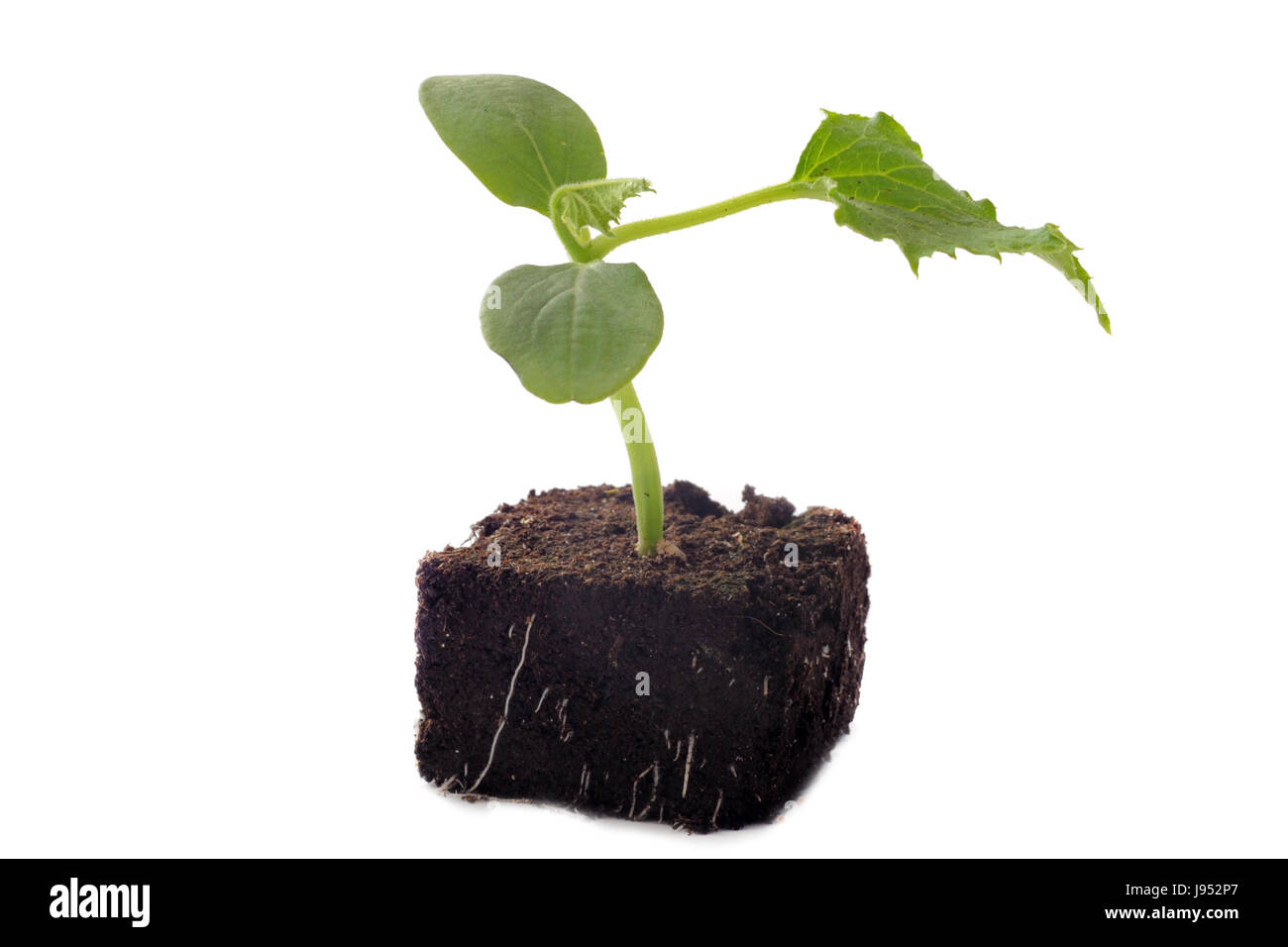 agriculture, farming, cucumber, growth, seedling, sapling, plant, leaf ...