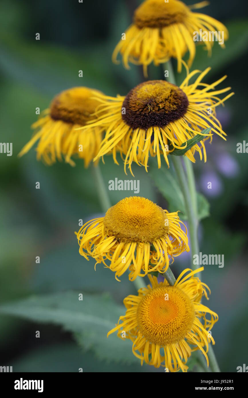 telekia speciosa telekie Stock Photo - Alamy