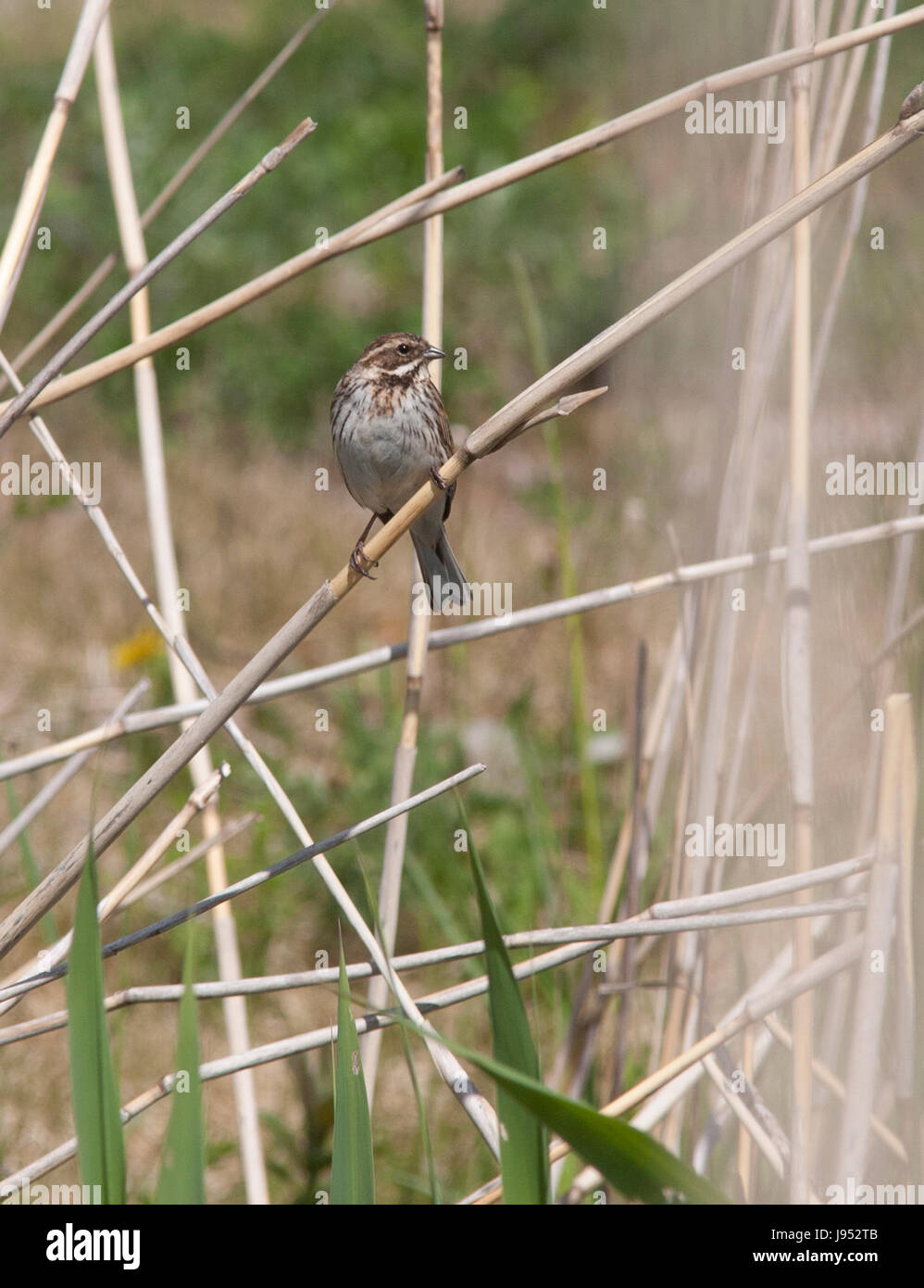 Straw Finches High Resolution Stock Photography and Images - Alamy