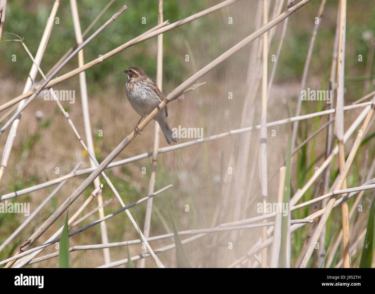 Straw finches hi-res stock photography and images - Alamy