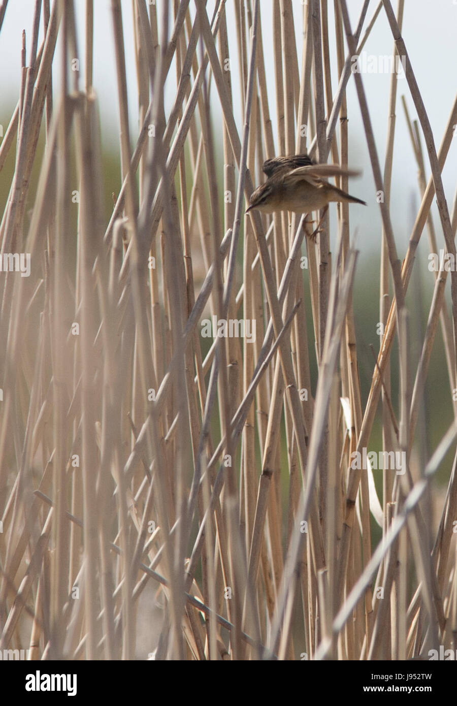 Straw finches hi-res stock photography and images - Alamy