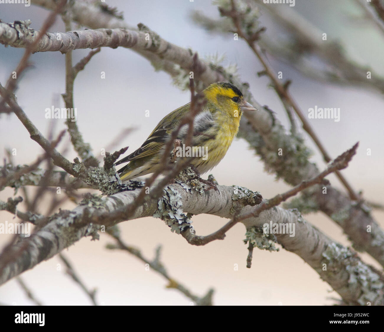 Siskin hi-res stock photography and images - Alamy