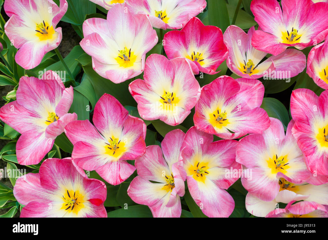 closeup, flower, flowers, plant, tulips, wallpaper, blooming, pink ...