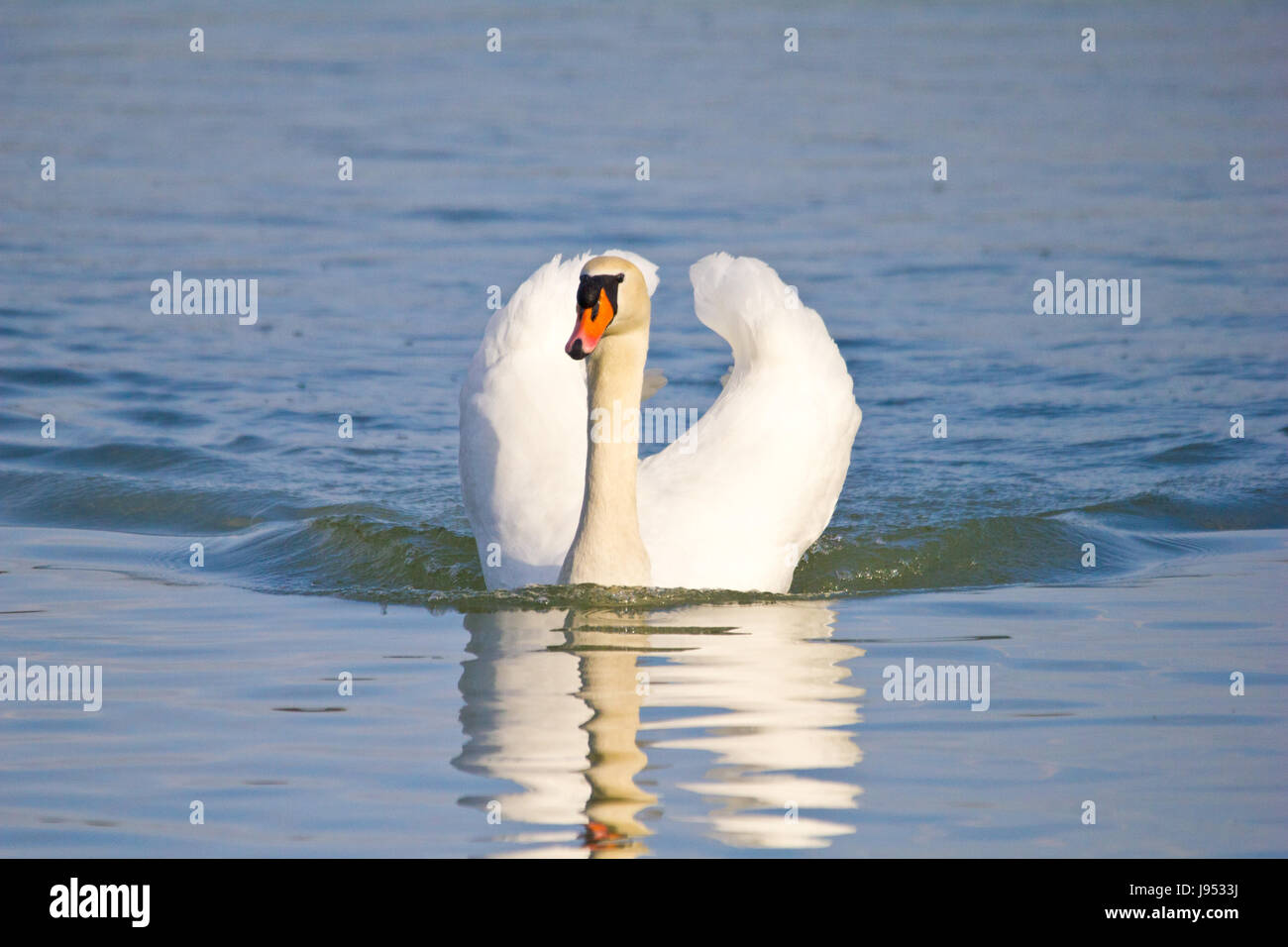 animal, swan, wet, moist, fresh water, lake, inland water, water ...