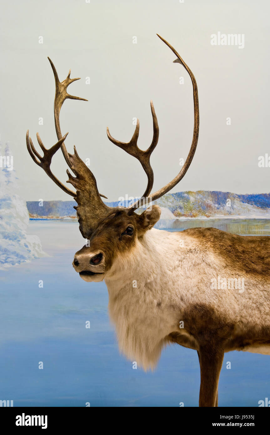 Large appendages hi-res stock photography and images - Alamy