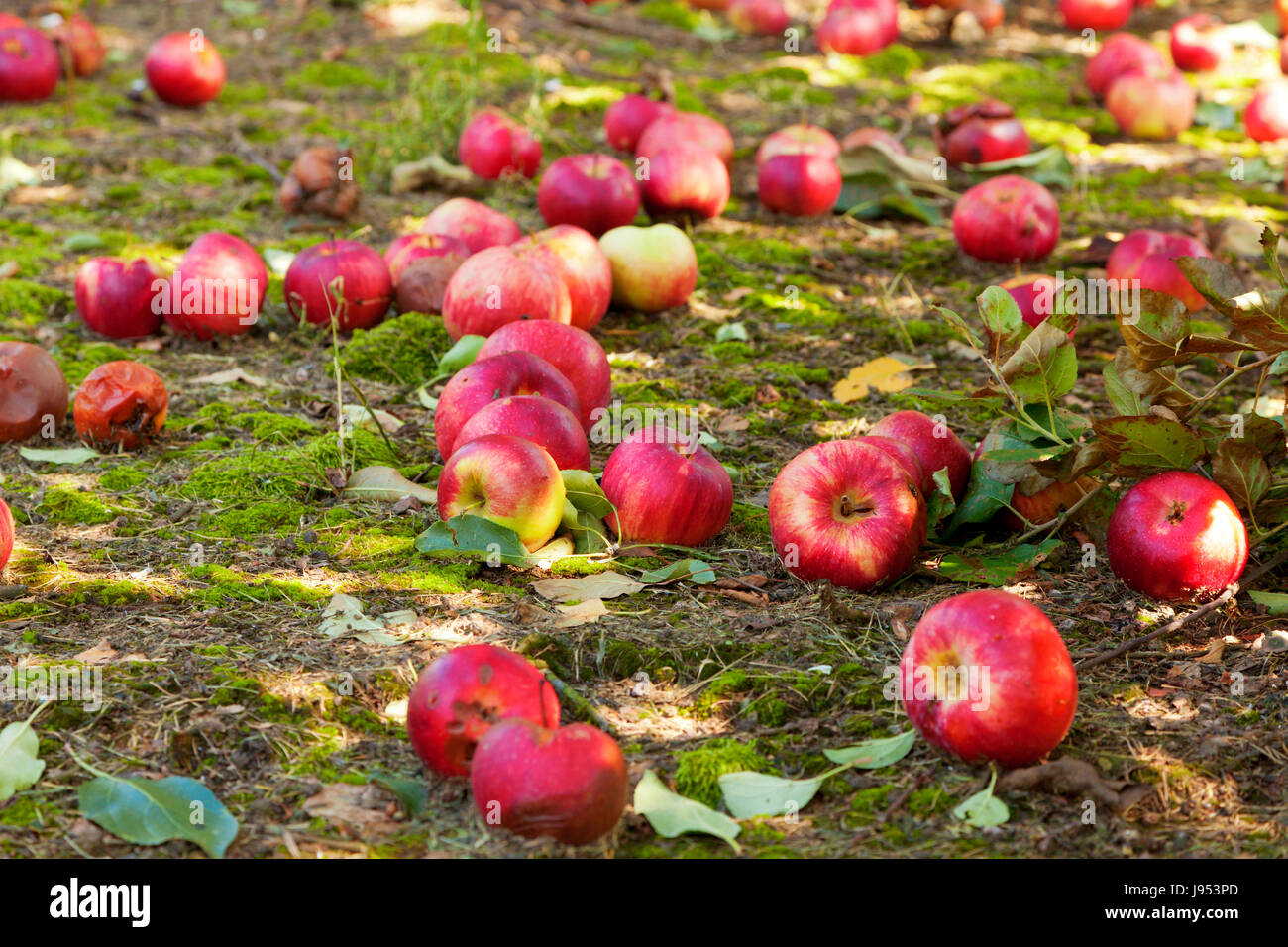 Spoiled earth hi-res stock photography and images - Alamy